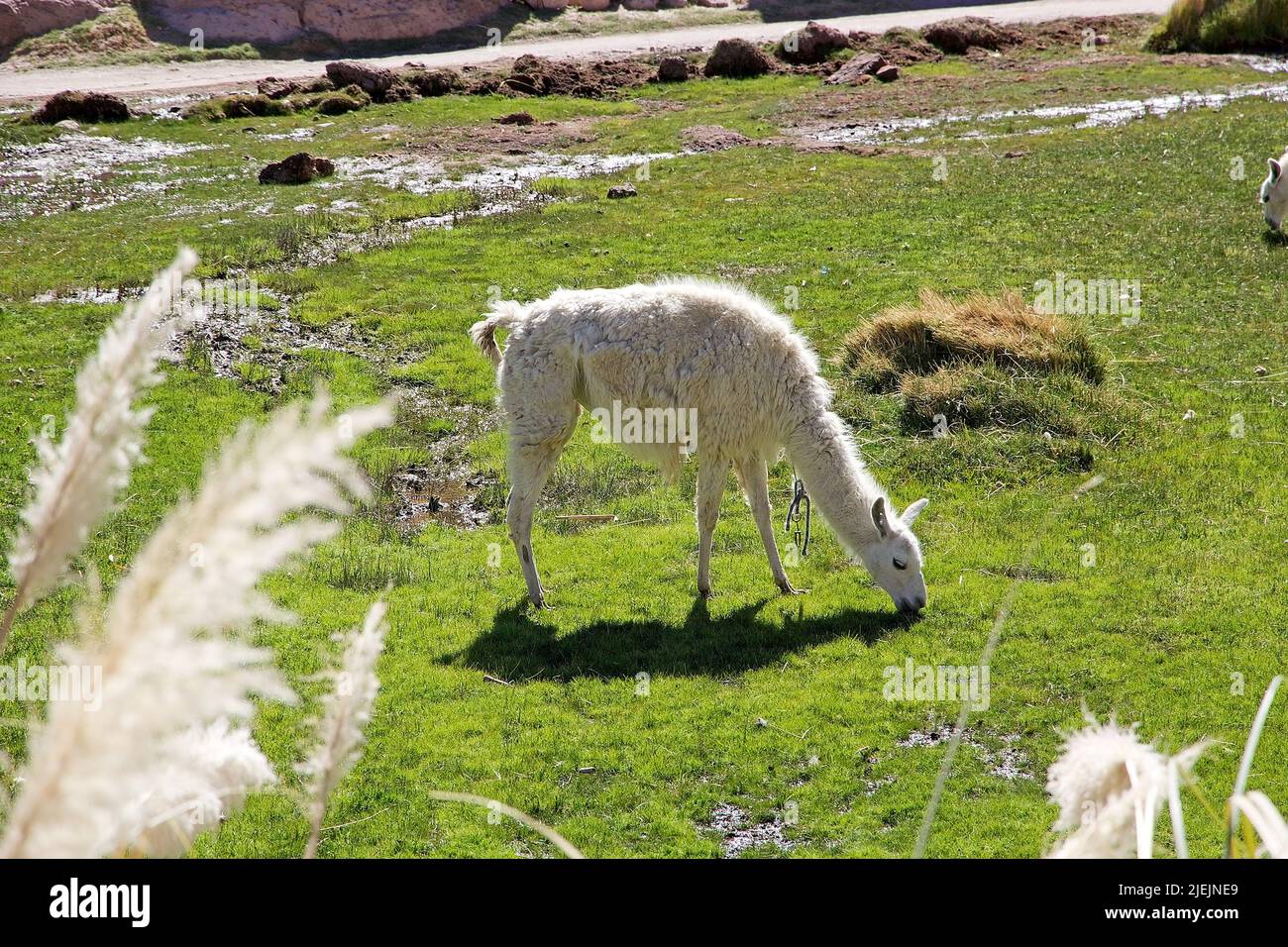Lama gorge hi-res stock photography and images - Alamy
