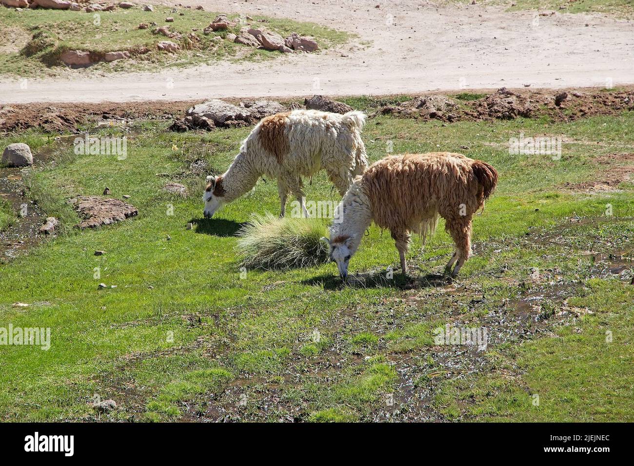 Lama gorge hi-res stock photography and images - Alamy