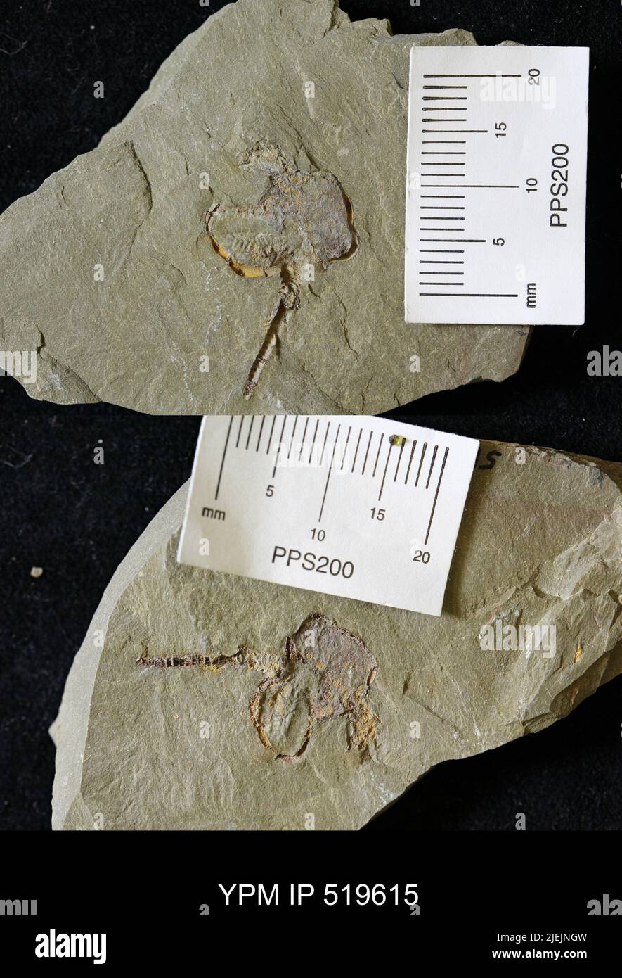 Undet cornuta animalia hi-res stock photography and images - Alamy