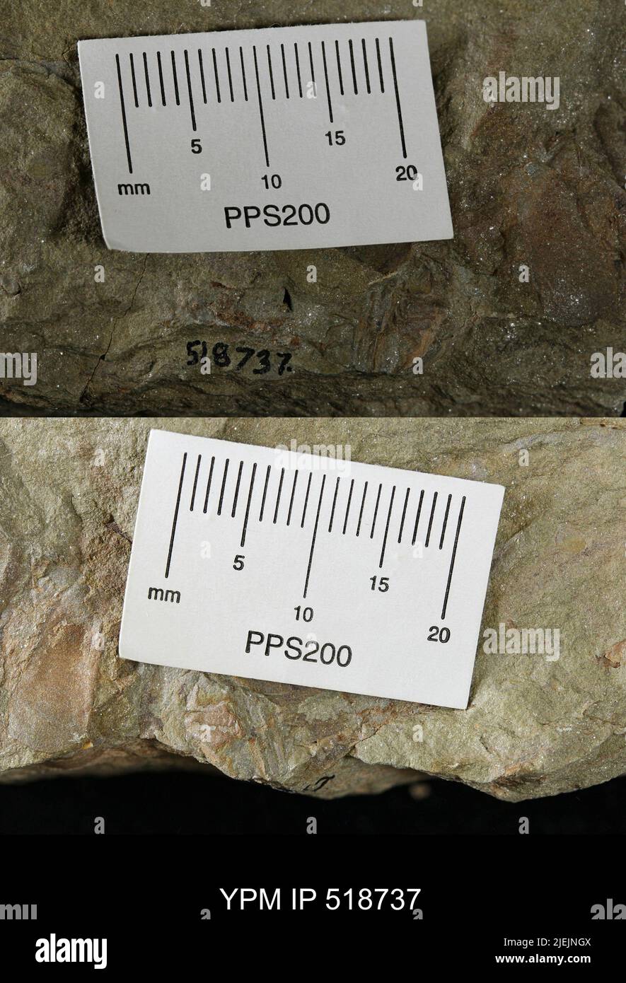 Ampyx sp hi-res stock photography and images - Alamy