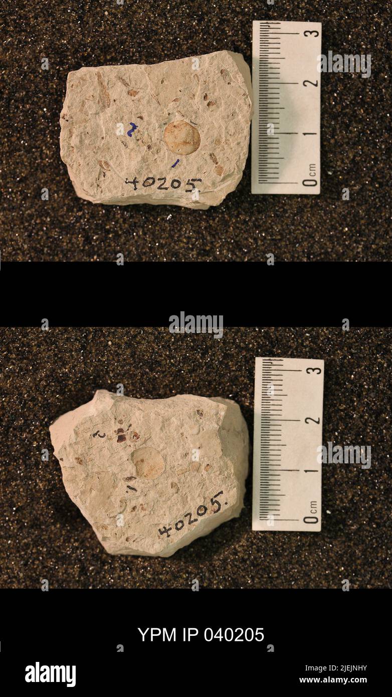 Order blattaria hi-res stock photography and images - Alamy