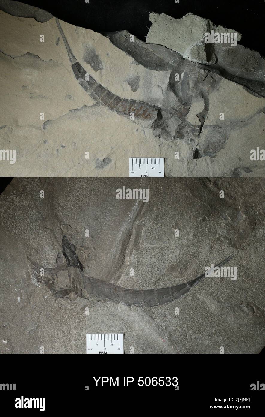 Eurypterus lacustris harlan animalia hi-res stock photography and ...