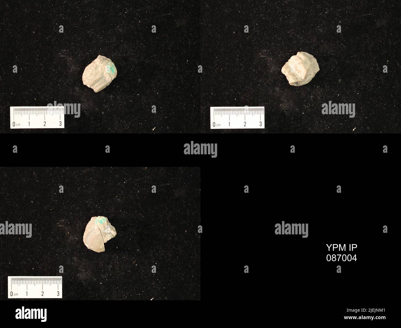Elongatum hi-res stock photography and images - Alamy