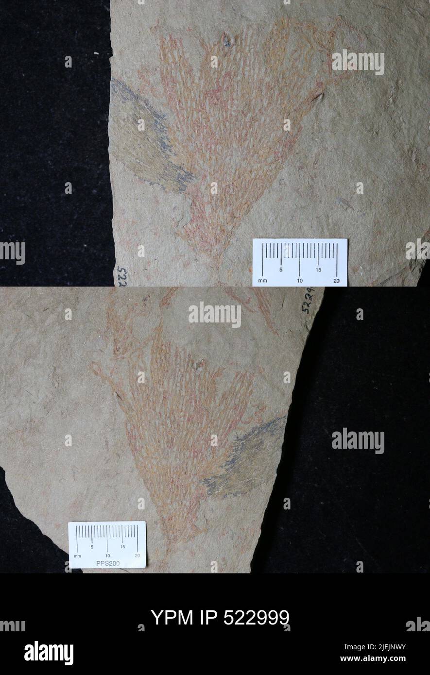 Dendroidea hi-res stock photography and images - Alamy