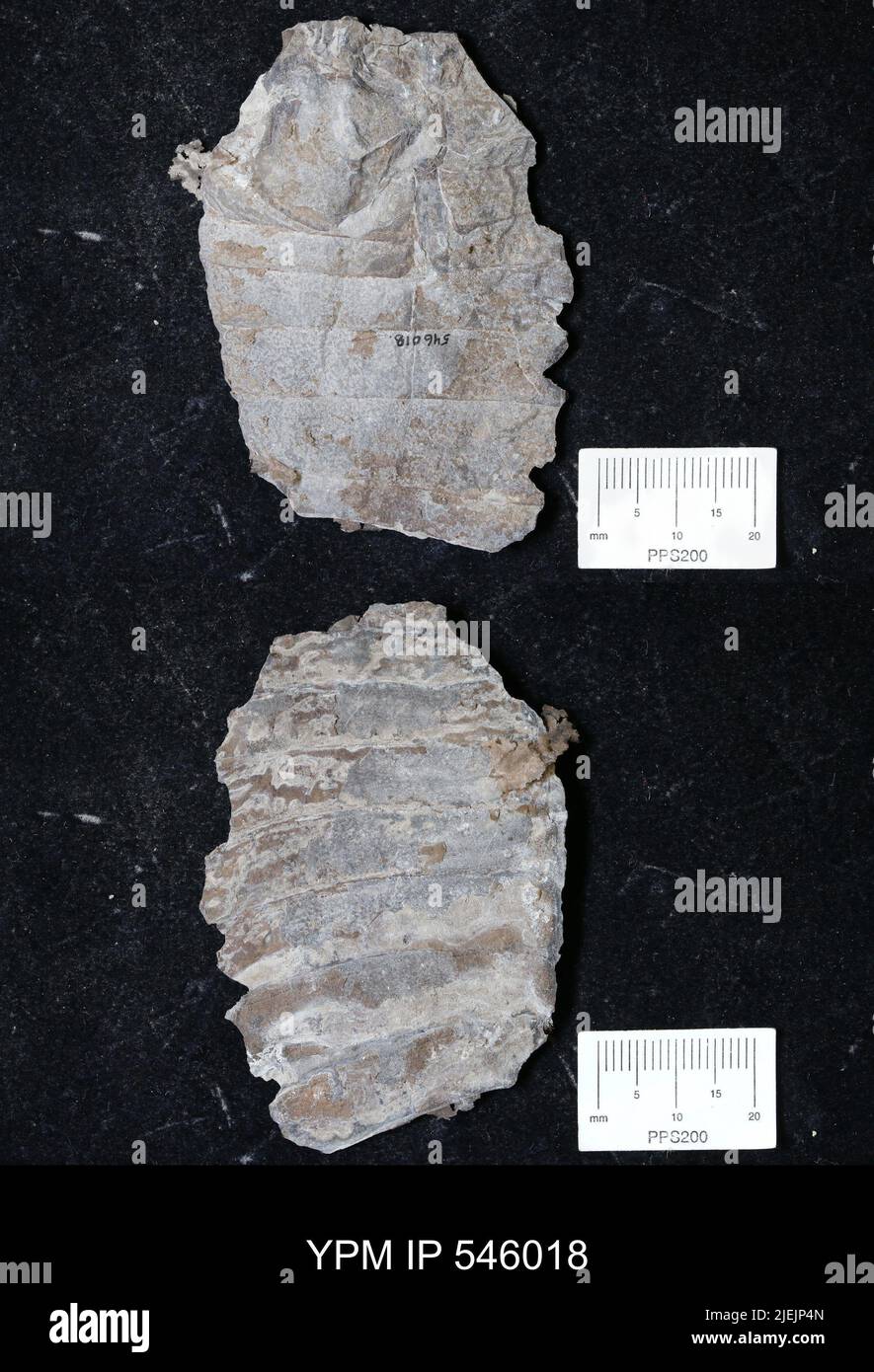 Eurypterus sp animalia hi-res stock photography and images - Alamy