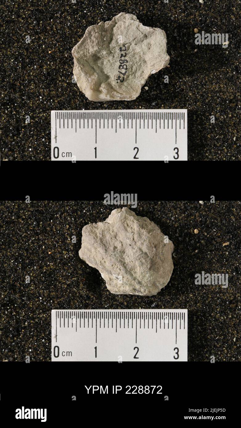 Neospirifer triplicatus Hall Stock Photo - Alamy