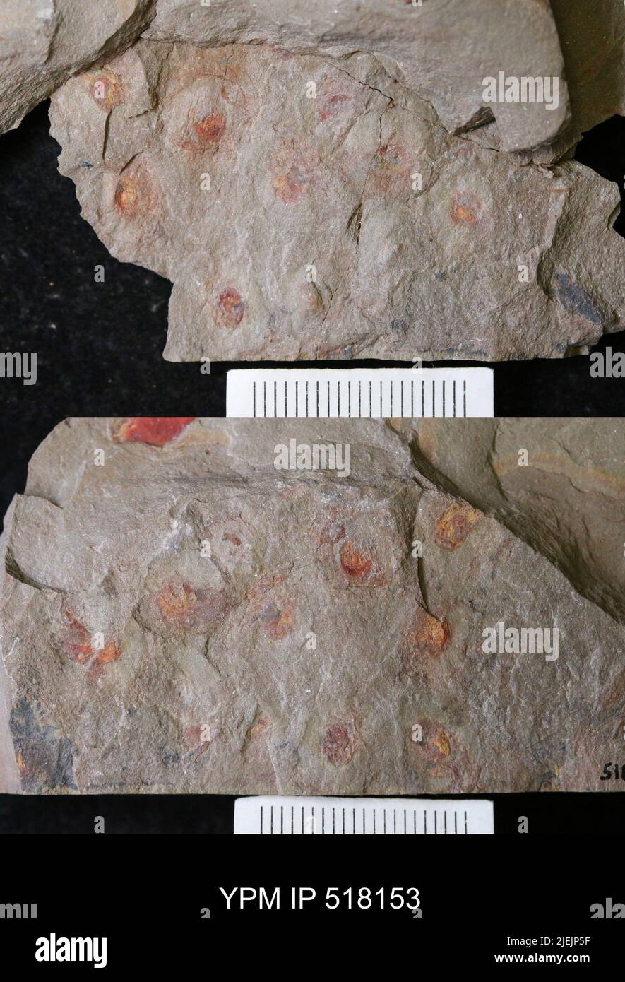 Lamp shells brachiopoda hi-res stock photography and images - Alamy