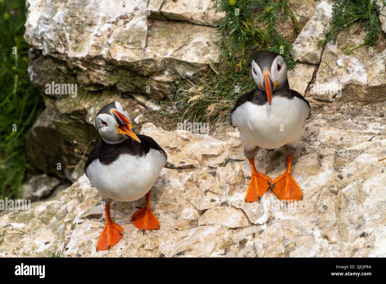 A close-up view of North Atlantic Puffins in their nesting grounds at ...