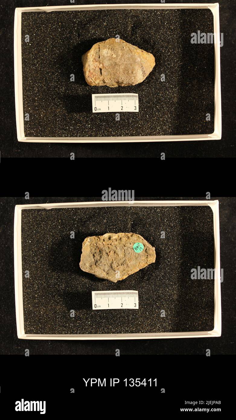 Productus (Dictyoclostus) sp Stock Photo - Alamy