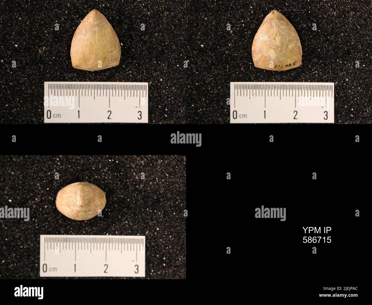 Zeilleria digona (Sowerby, 1815 Stock Photo - Alamy