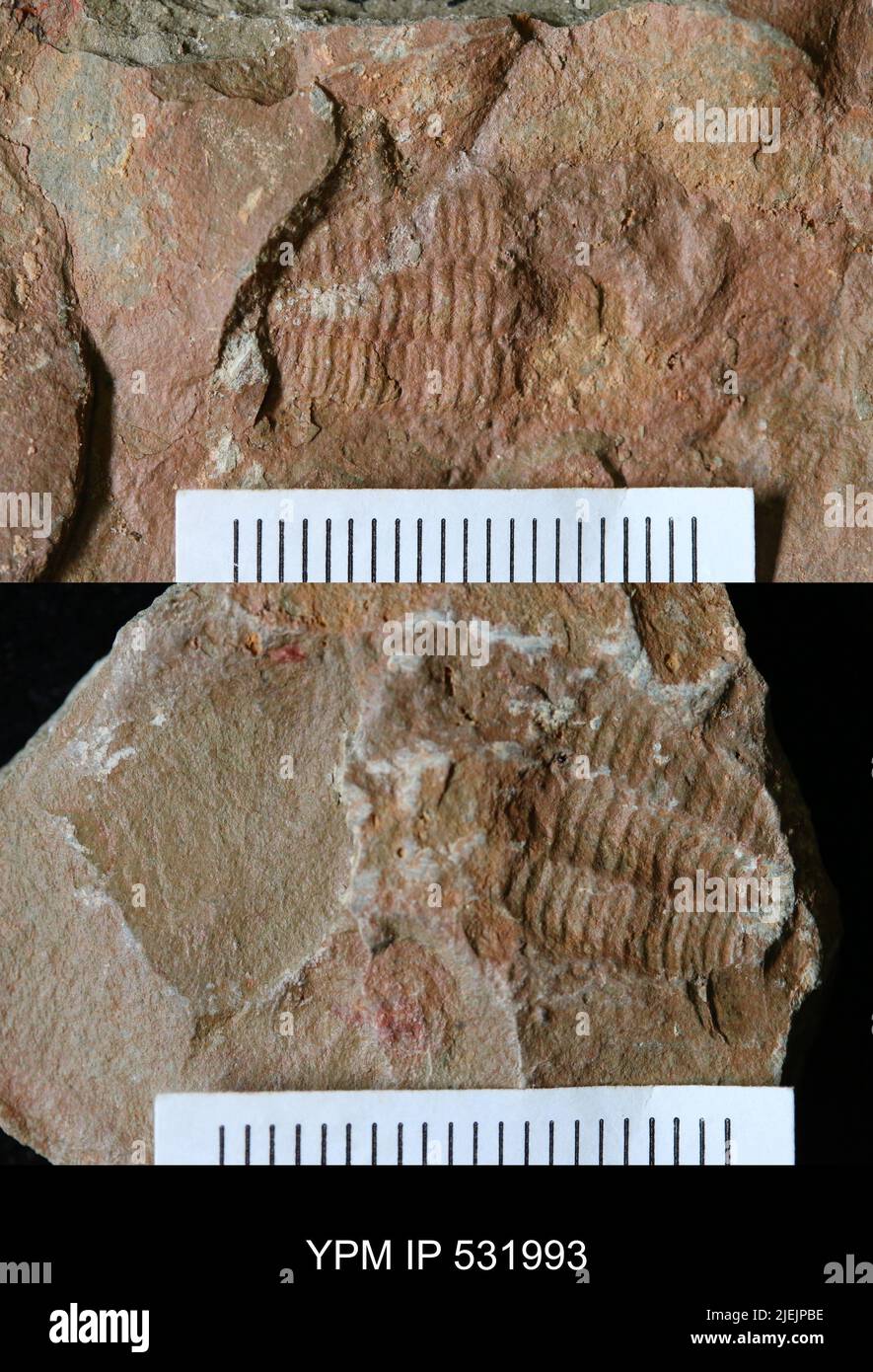 Class trilobita hi-res stock photography and images - Alamy