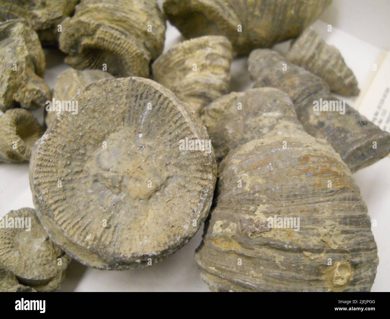 Heliophyllum halli Edwards & Haime Stock Photo - Alamy