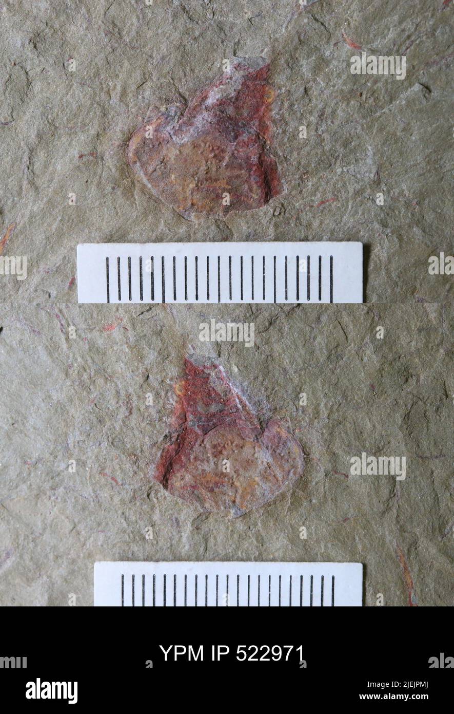 Xiphosurida hi-res stock photography and images - Alamy