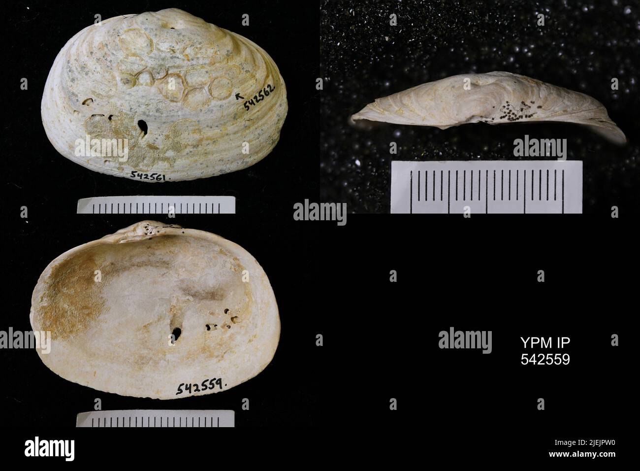 Panopea sp hi-res stock photography and images - Alamy