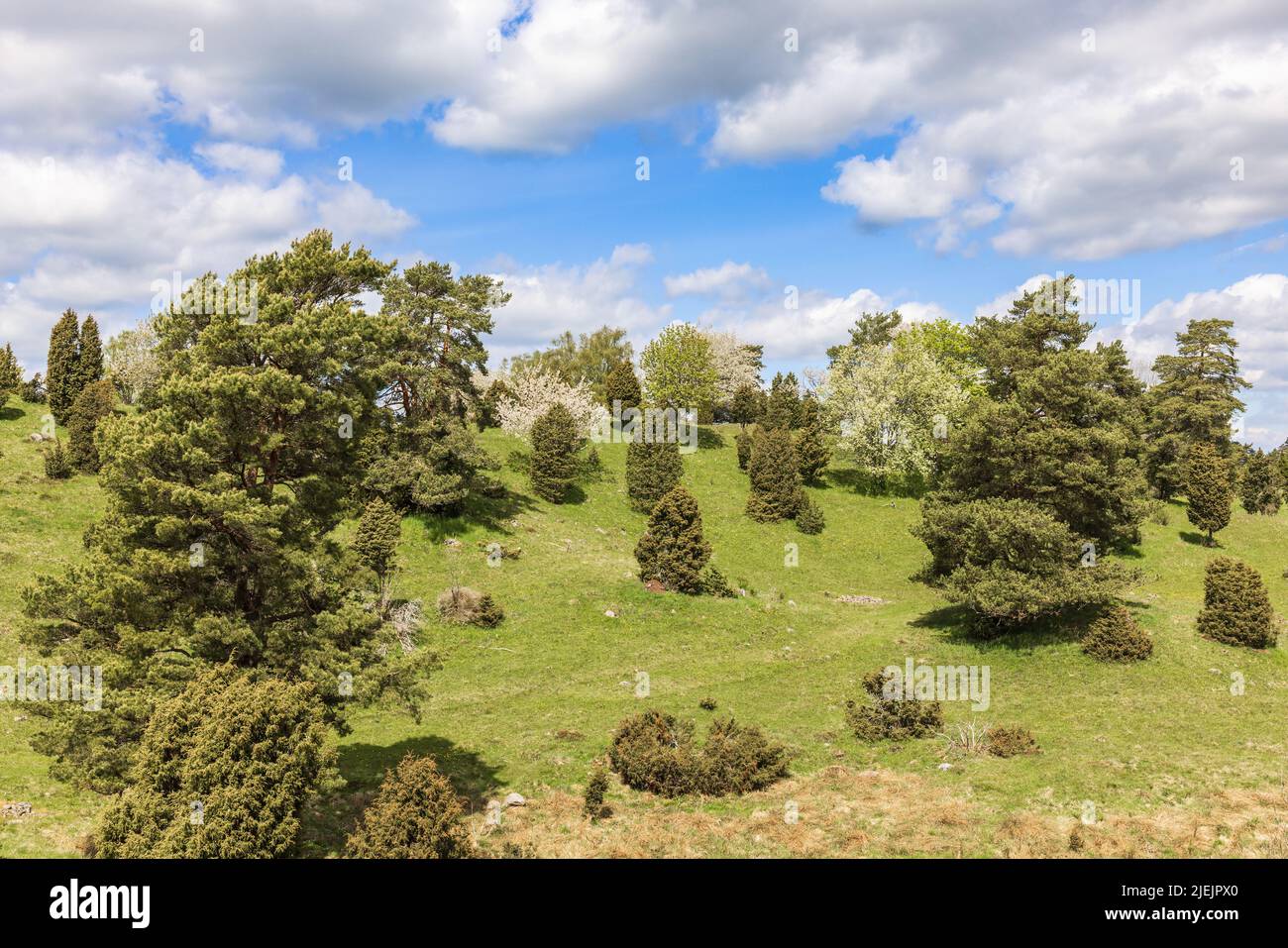 Juniper tree grove hi-res stock photography and images - Alamy