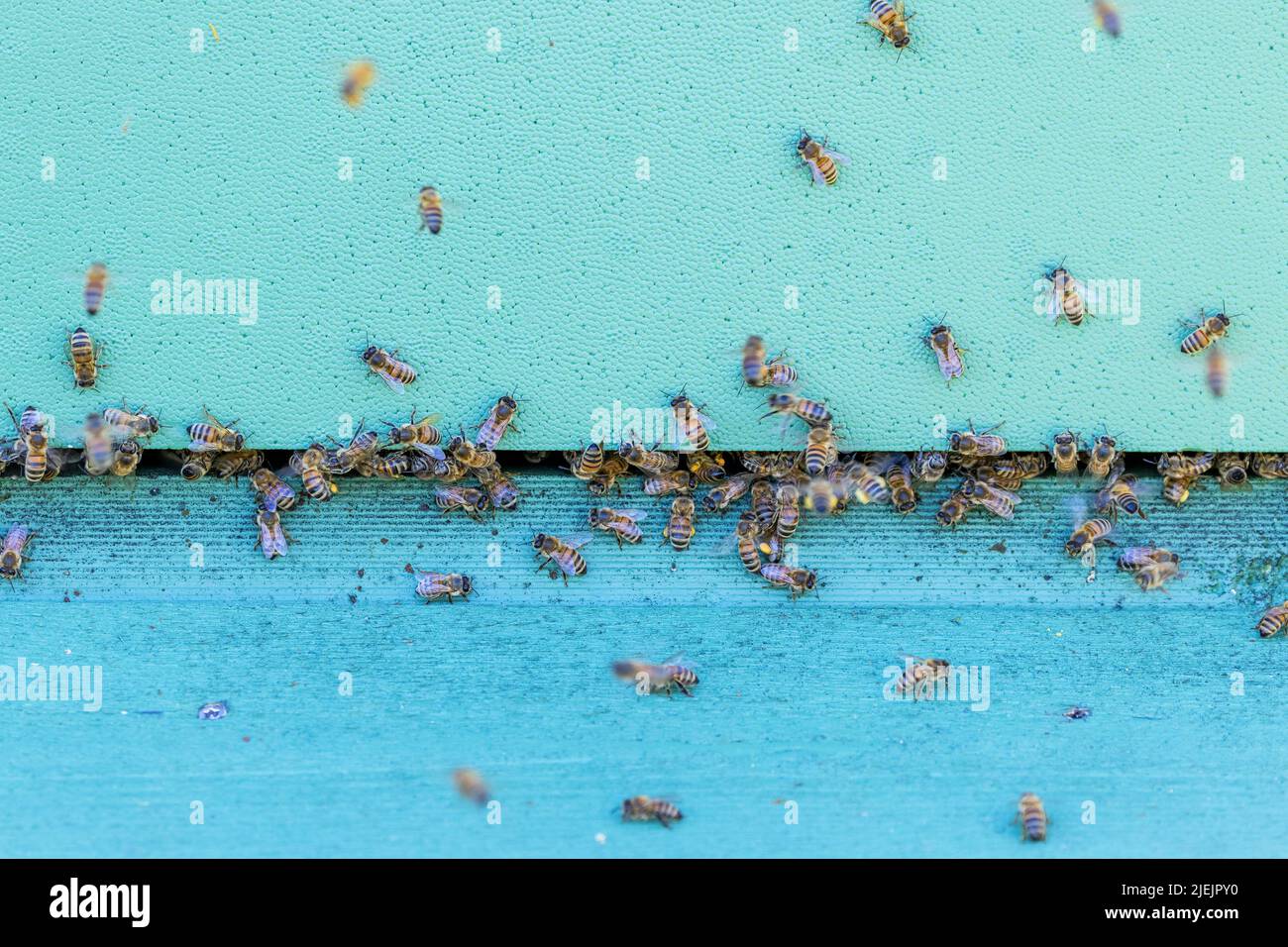 Close up beehive apiary wooden hi-res stock photography and images - Alamy