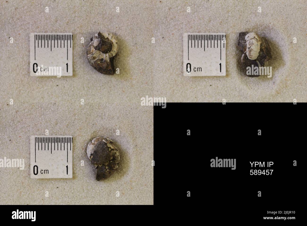 Ancient ammonite reconstruction hi-res stock photography and images - Alamy