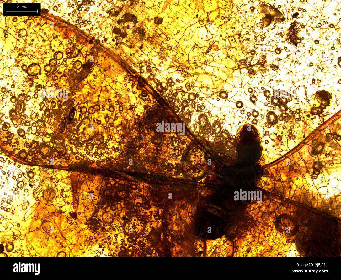 Undet isoptera animalia hi-res stock photography and images - Alamy