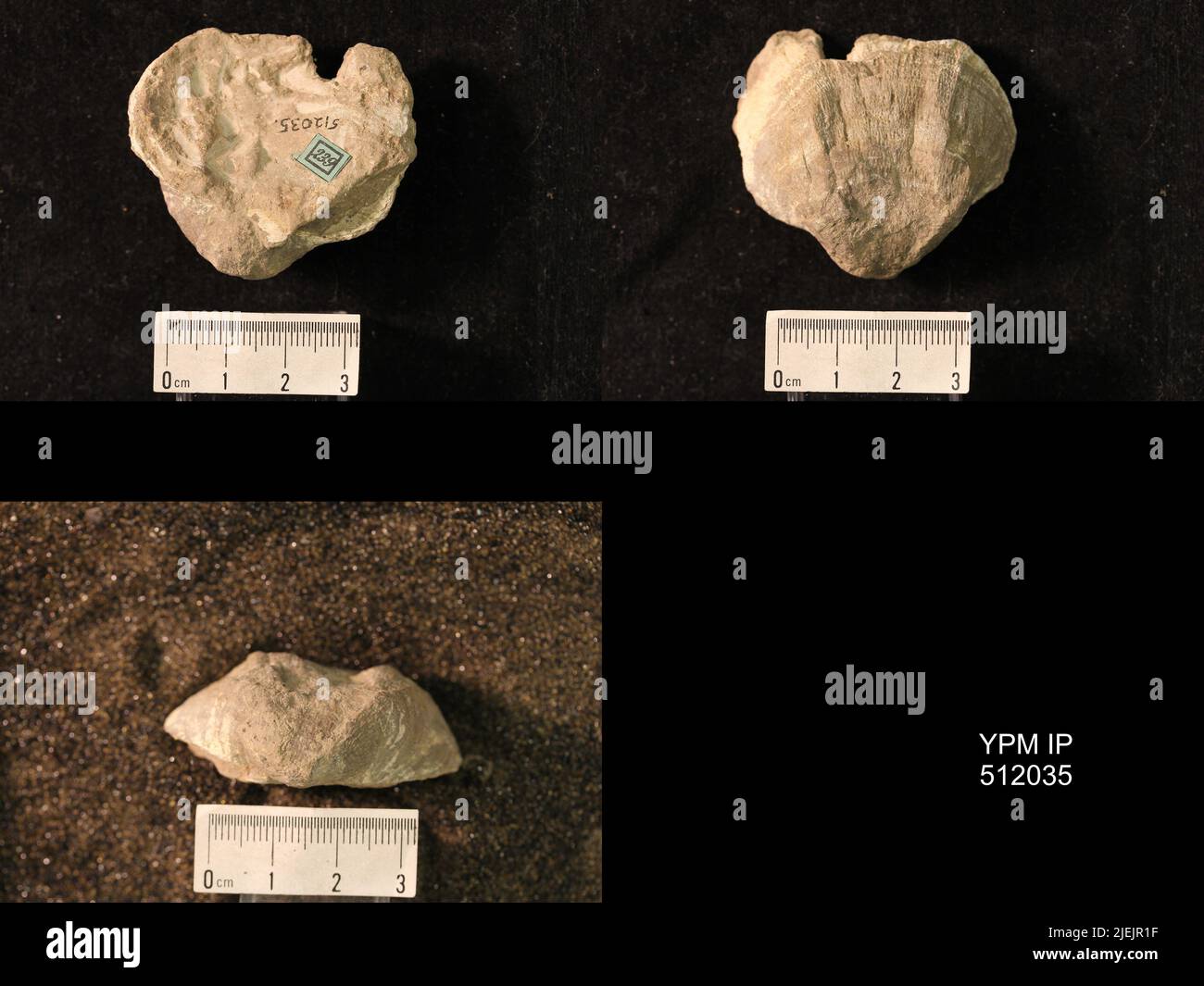 Pustula pustulosa (Phillips, 1836 Stock Photo - Alamy