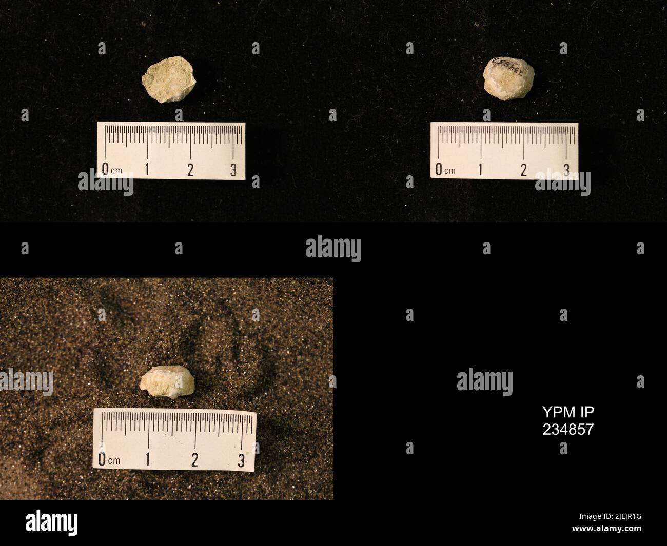 Marginifera fragilis Dunbar & Condra Stock Photo - Alamy