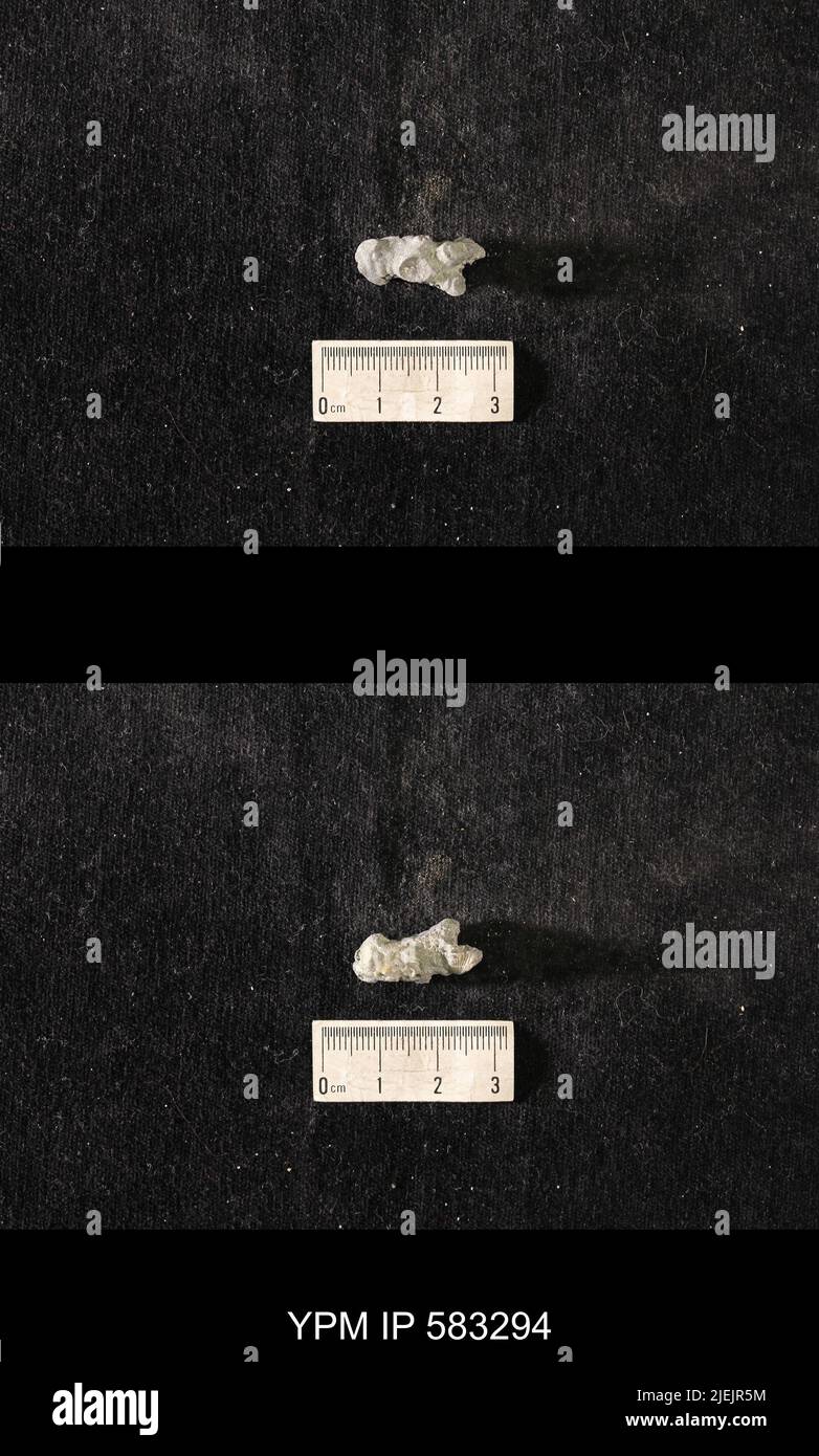 Hallopora animalia hi-res stock photography and images - Alamy