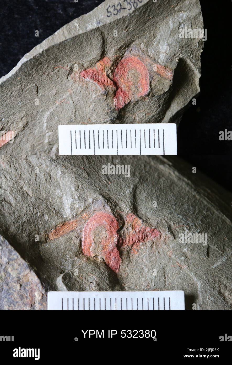 Undet xiphosurida hi-res stock photography and images - Alamy