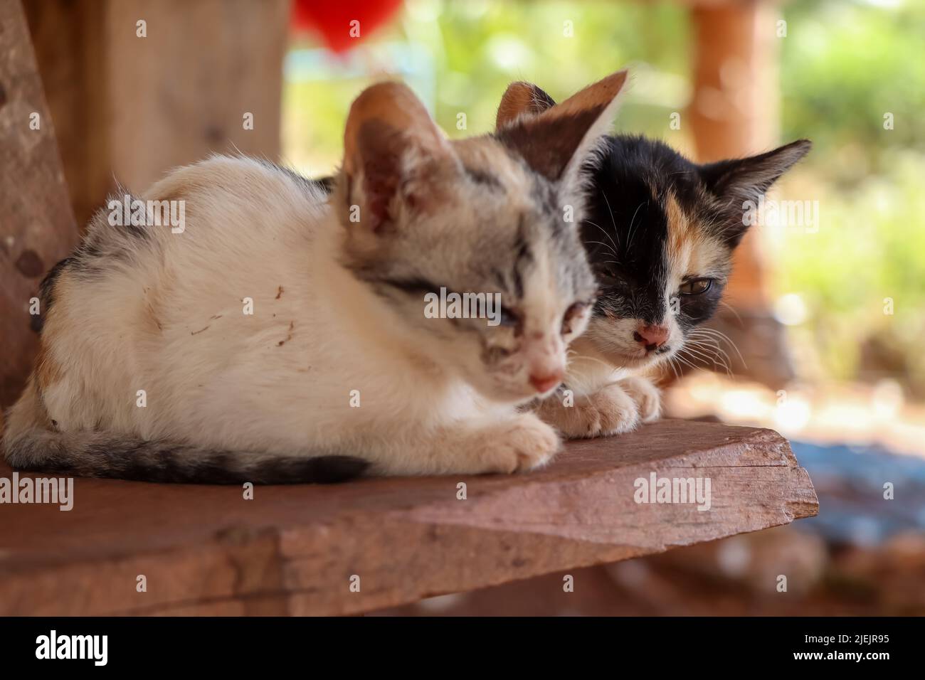 The cute kittens are hungry and poor Stock Photo - Alamy