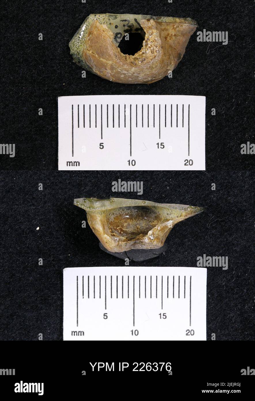 Terebratula grandis blumenbach hi-res stock photography and images - Alamy