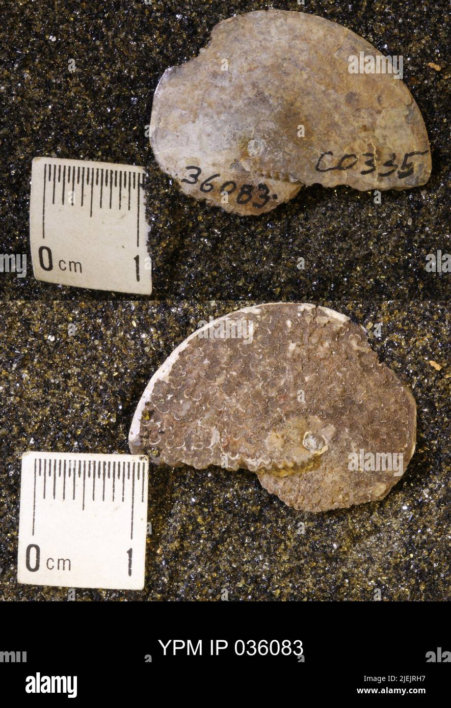 Sphenodiscus sp hi-res stock photography and images - Alamy