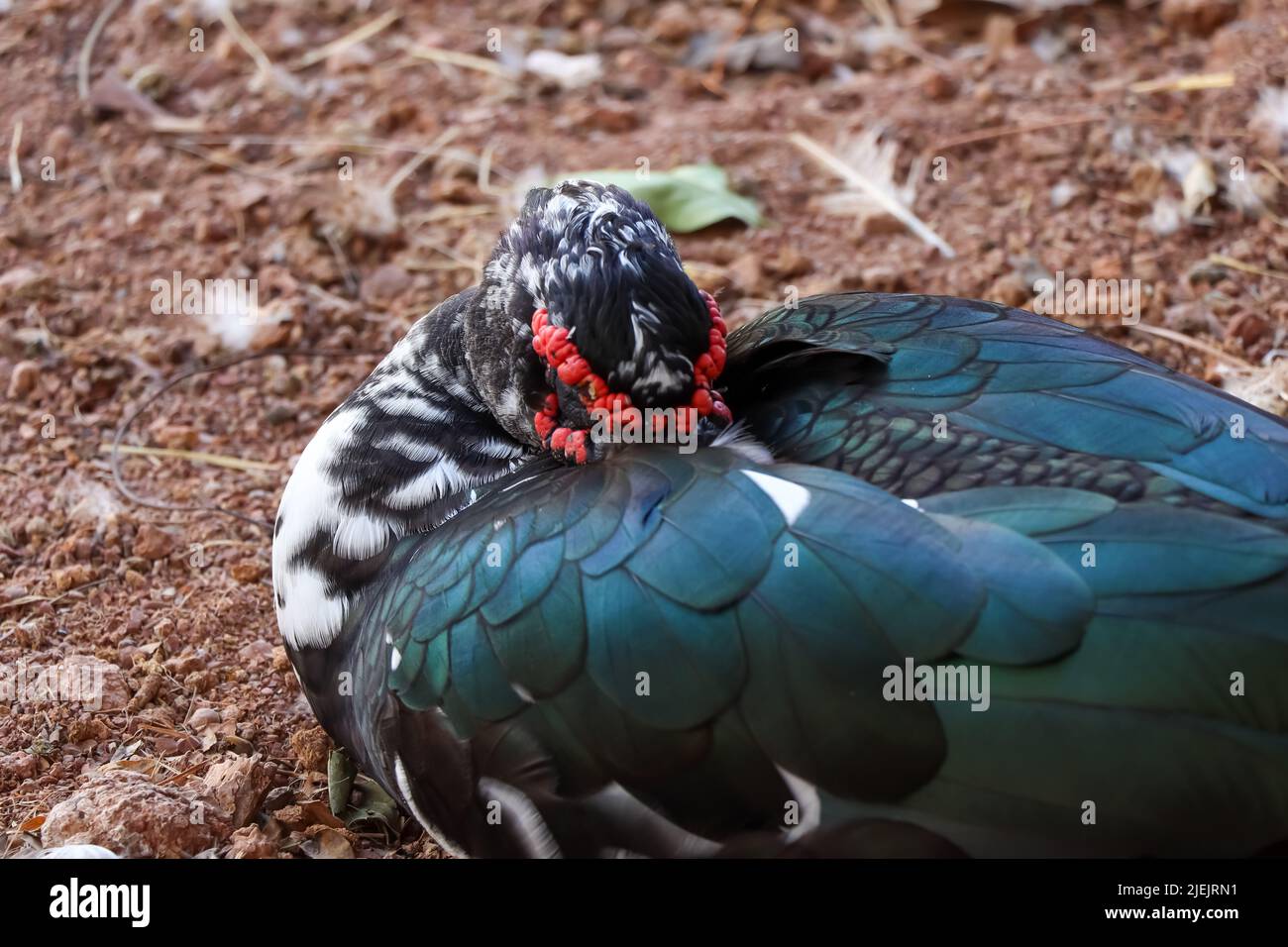Drake was in the farm and red face Stock Photo - Alamy