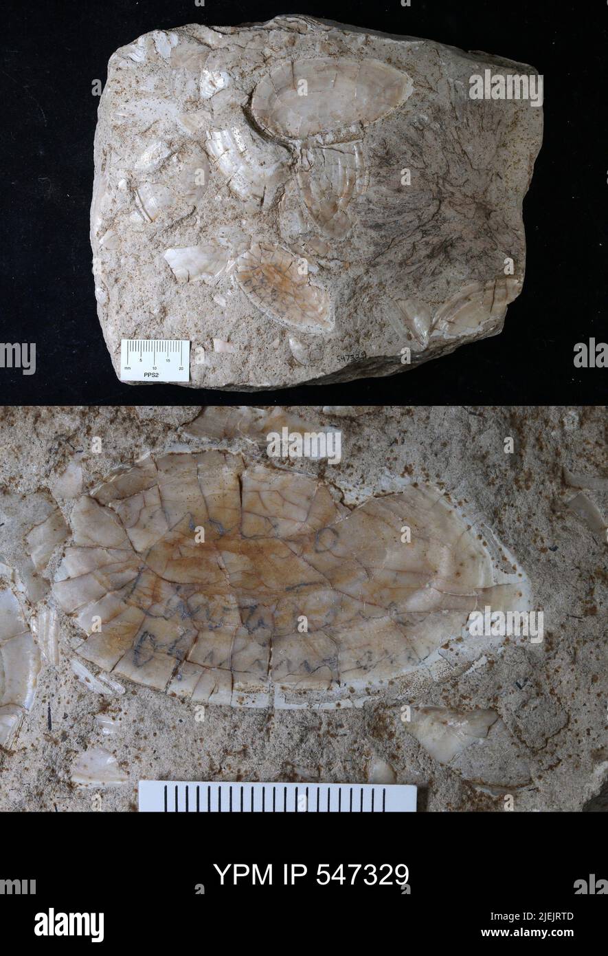 Unio species hi-res stock photography and images - Alamy