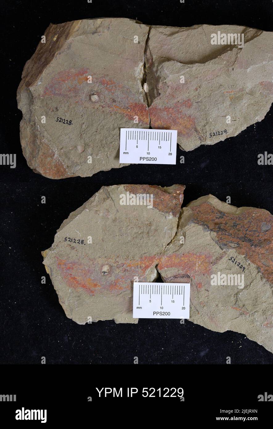 Graptolithina graptolites hi-res stock photography and images - Alamy