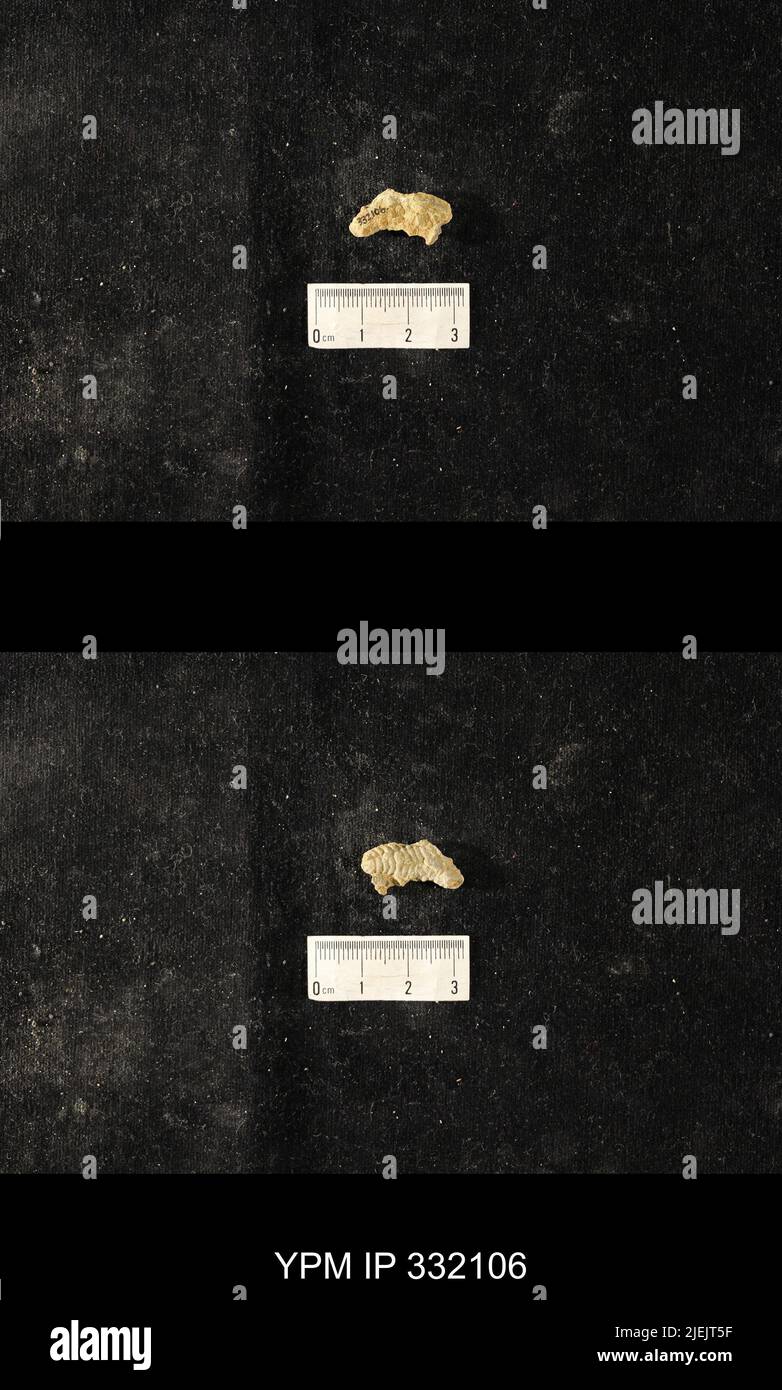 Hallopora animalia hi-res stock photography and images - Alamy