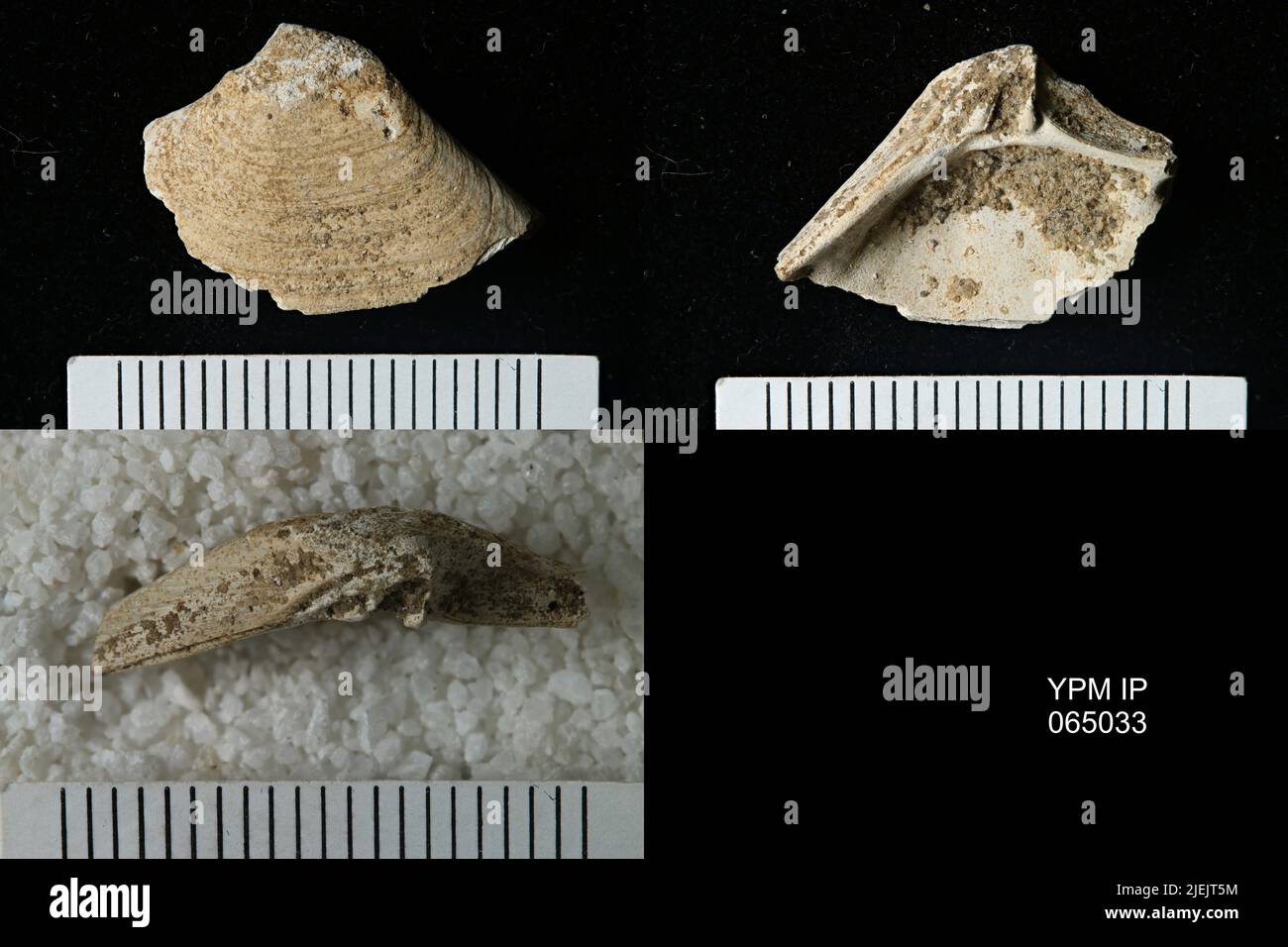 Astarte cuneiformis animalia hi-res stock photography and images - Alamy