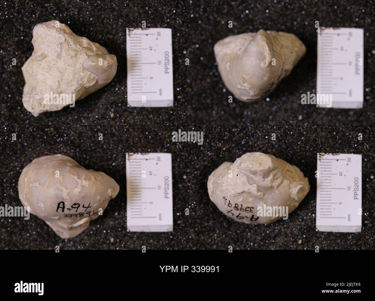 1893 animalia hi-res stock photography and images - Alamy