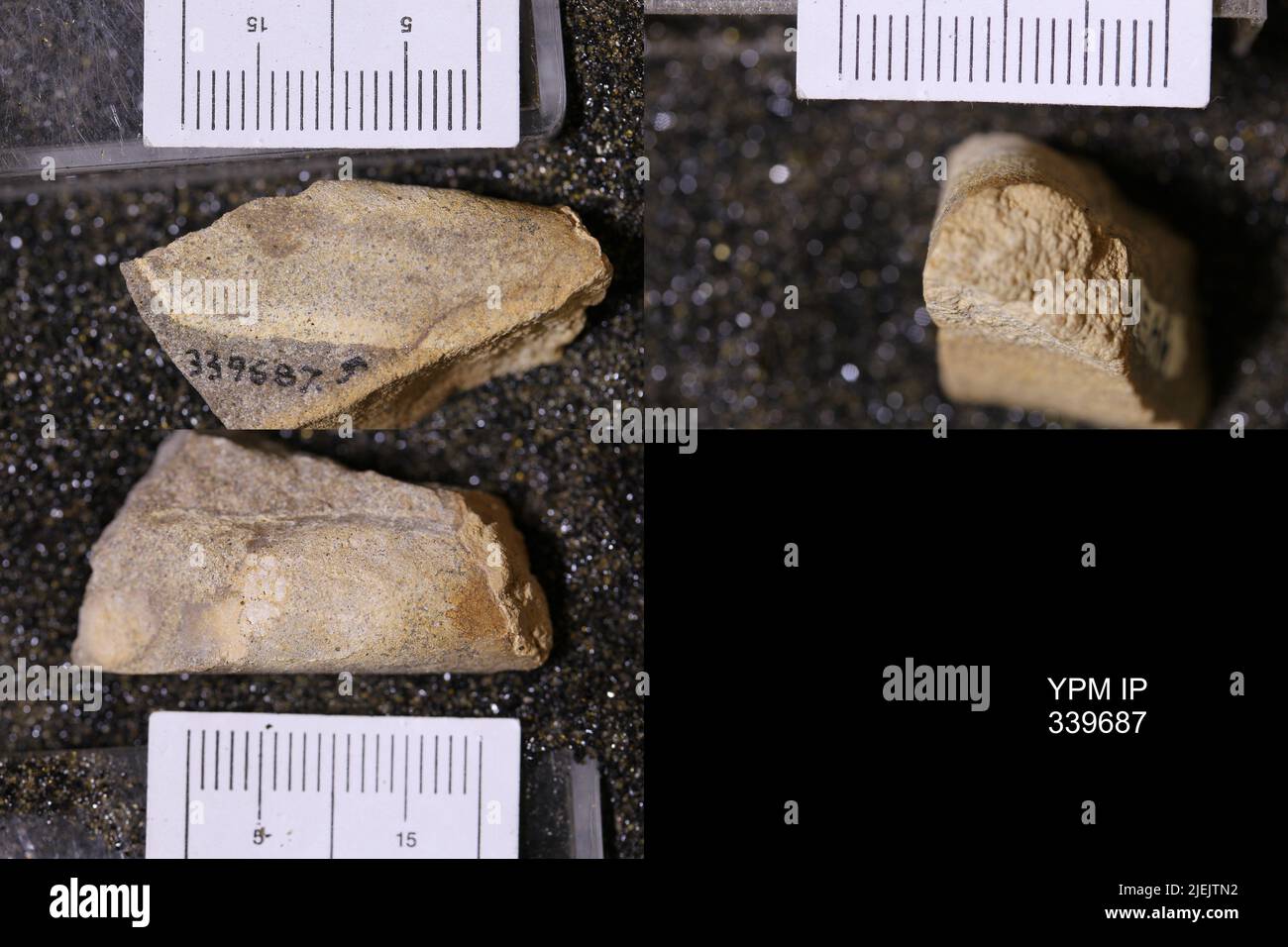 Undet ichnofossil ichnofossil ichnofossils hi-res stock photography and ...