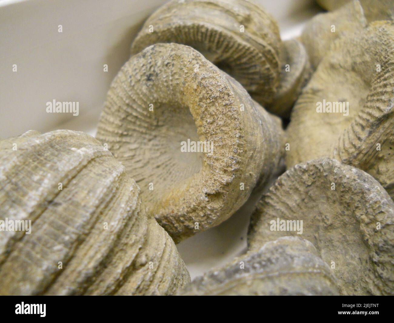 Heliophyllum hi-res stock photography and images - Alamy