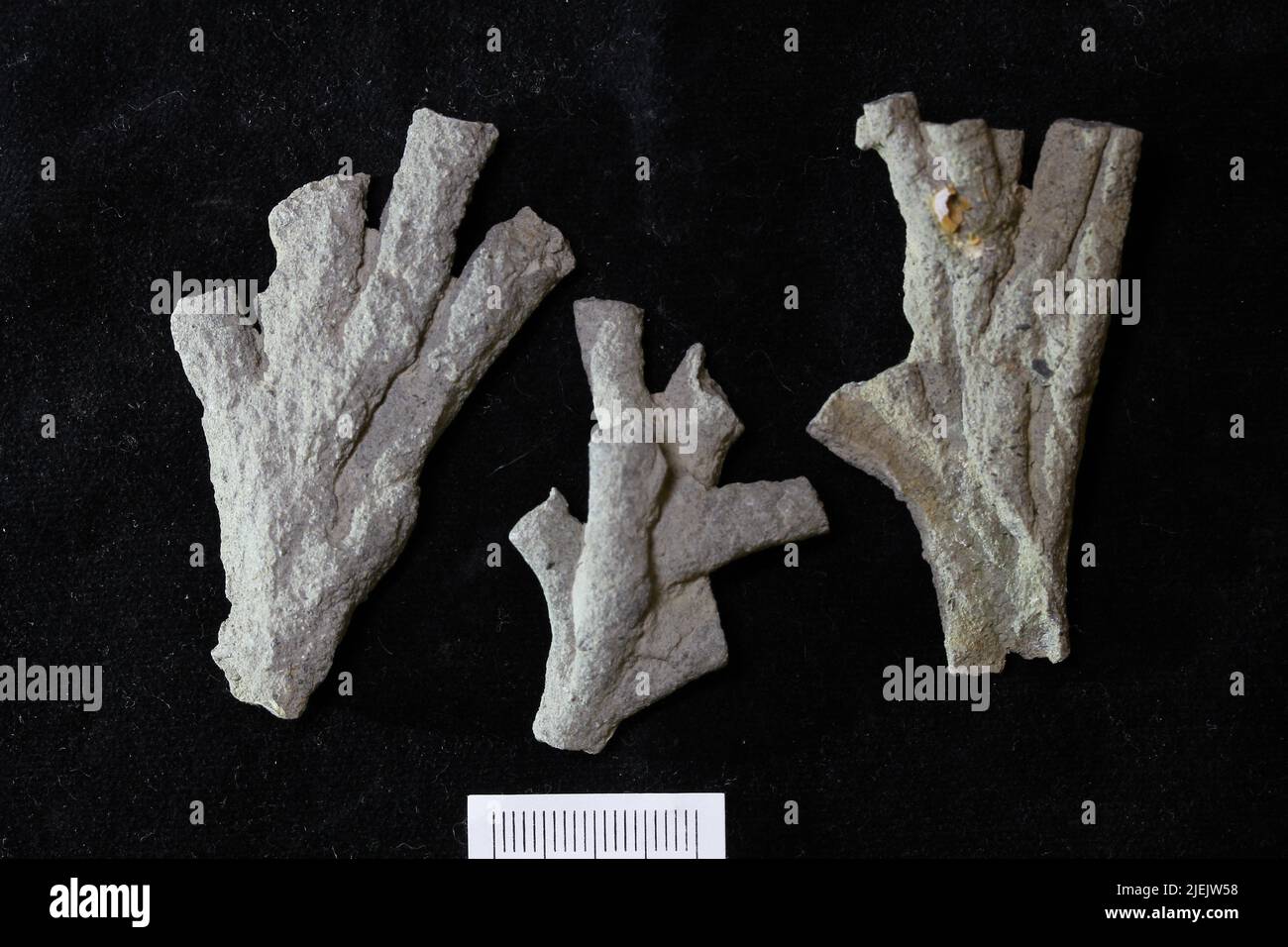 Chondrites hi-res stock photography and images - Alamy