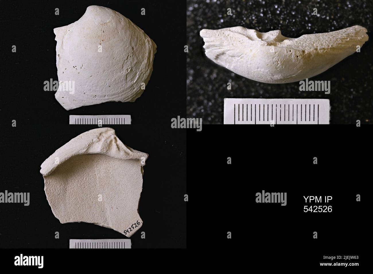 Dosinia hi-res stock photography and images - Alamy