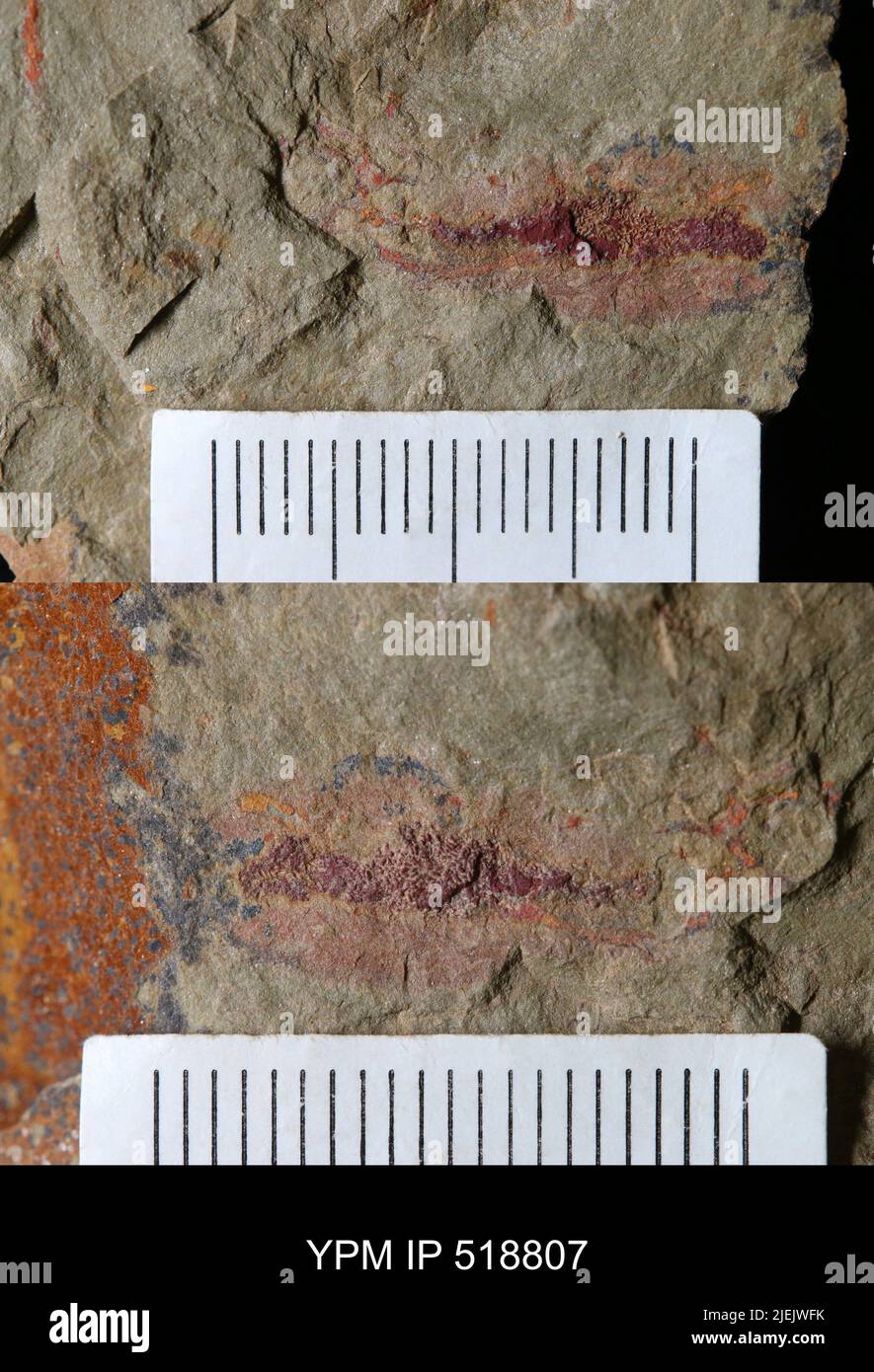 Ichnofossil footprint hi-res stock photography and images - Alamy