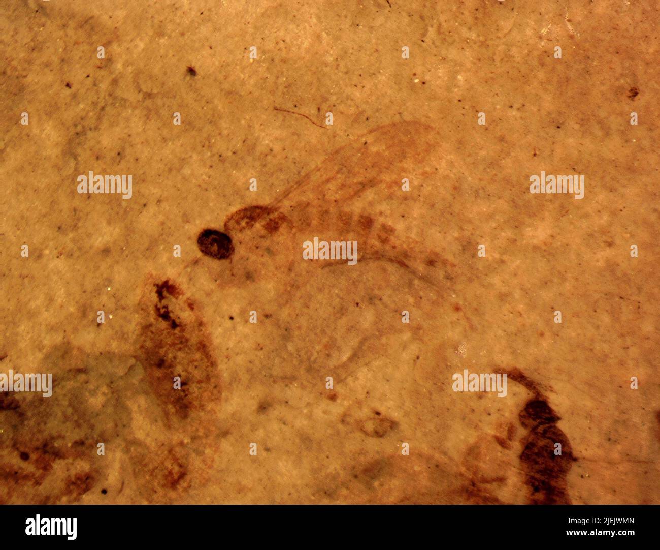 Family fulgoridae hi-res stock photography and images - Alamy