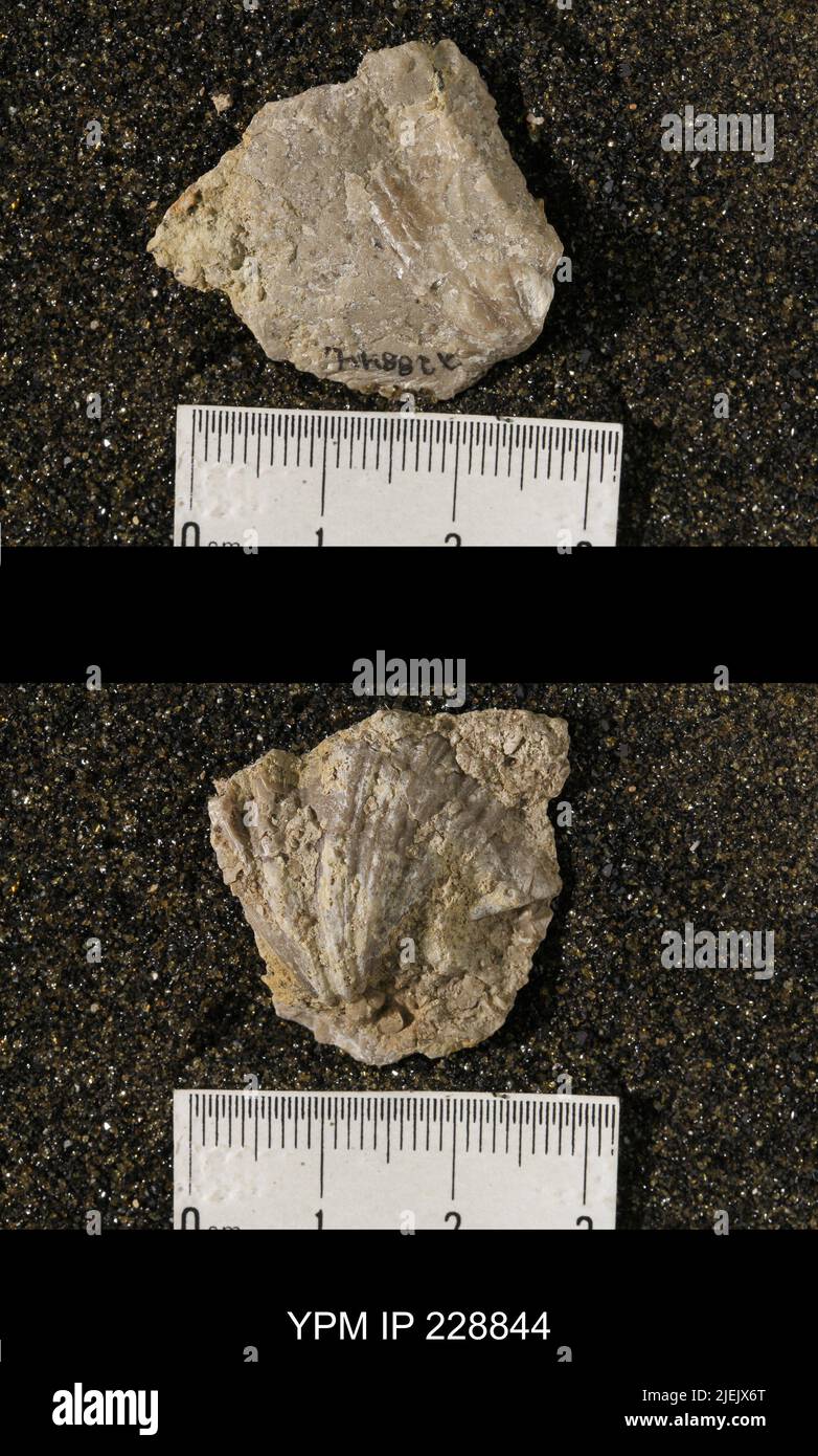 Neospirifer triplicatus hall animalia hi-res stock photography and ...