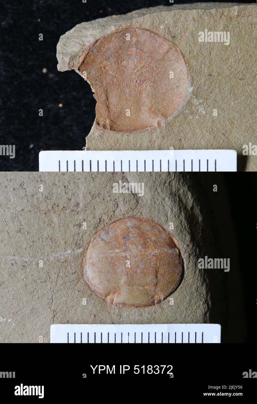 Undet xiphosurida hi-res stock photography and images - Alamy