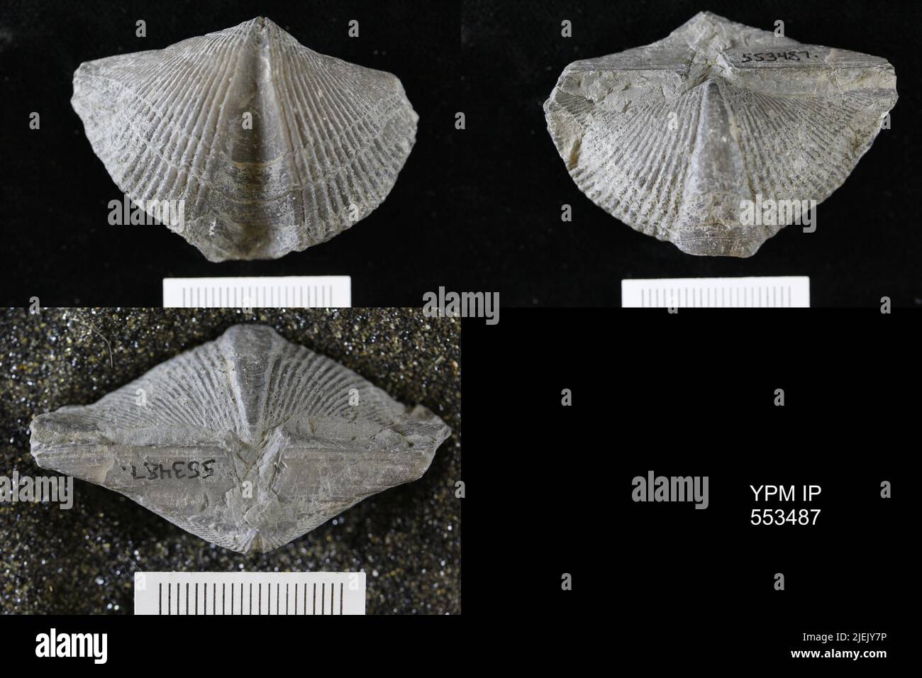 Spirifer audacula conrad hi-res stock photography and images - Alamy