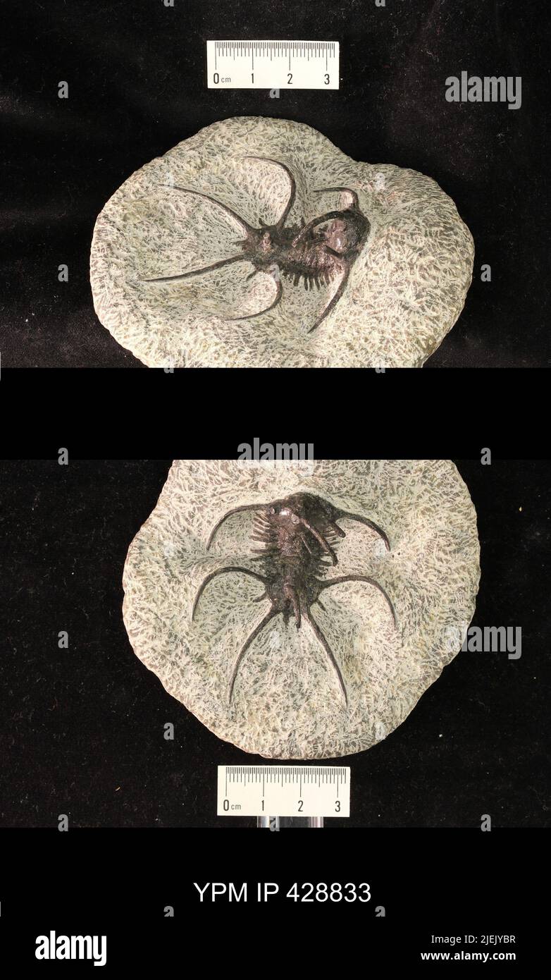 Goldfuss hi-res stock photography and images - Alamy