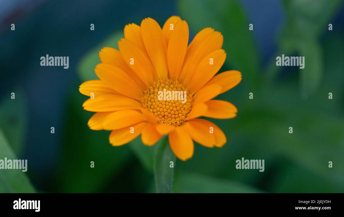 Orange flower of the pharmacy calendula on a natural green background ...