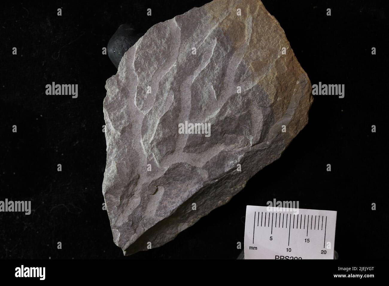 Chondrites hi-res stock photography and images - Alamy