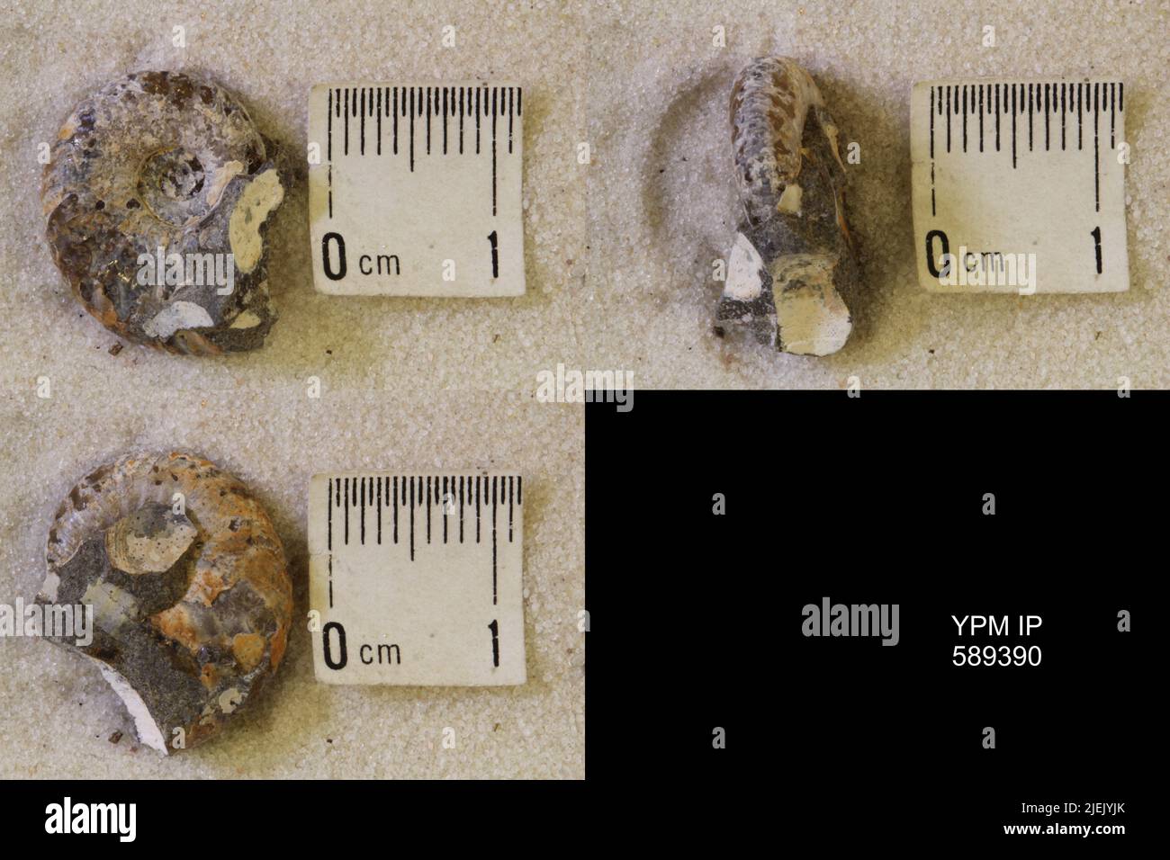 Scaphitidae hi-res stock photography and images - Alamy