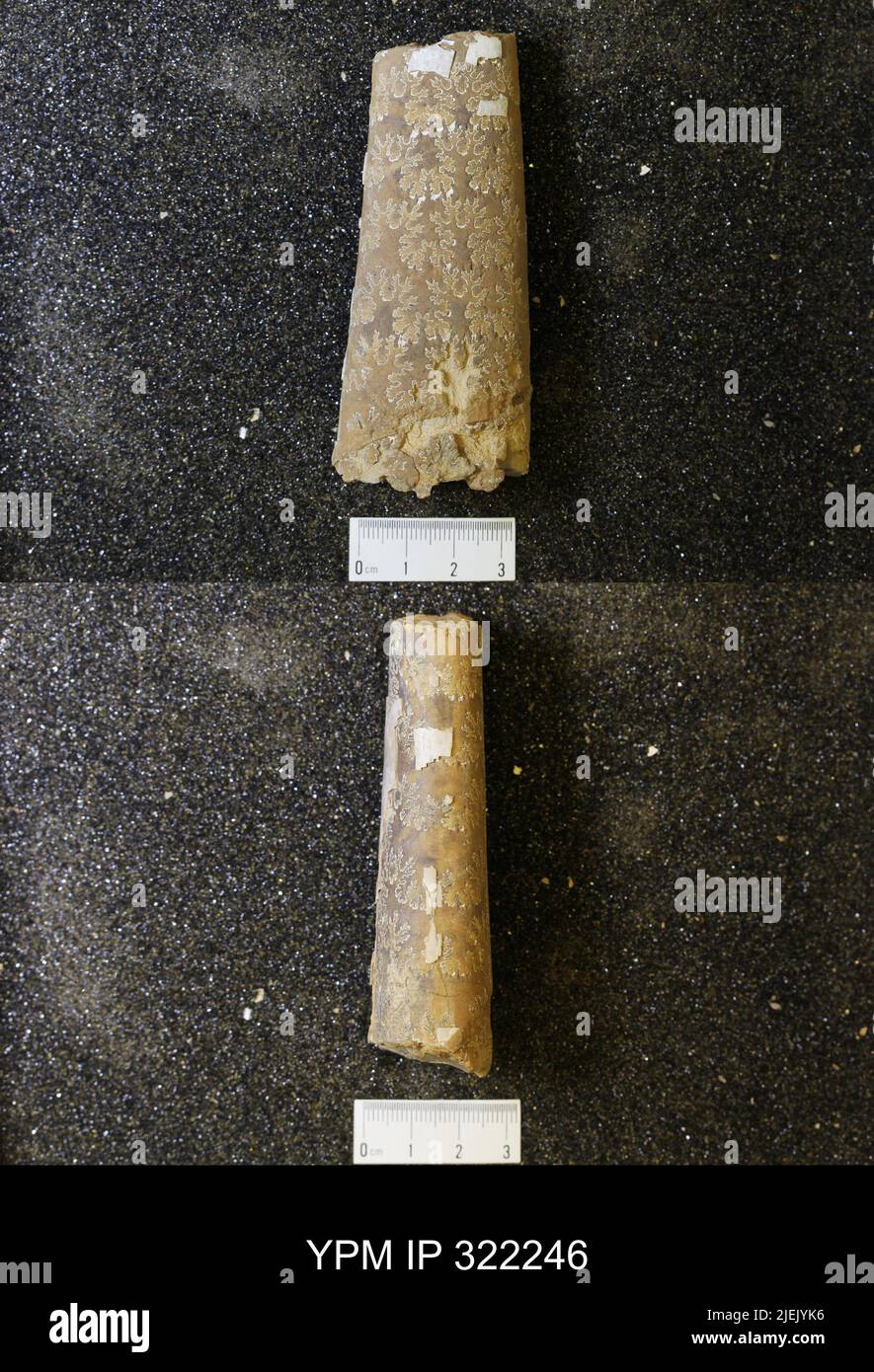 Baculites sp animalia hi-res stock photography and images - Alamy