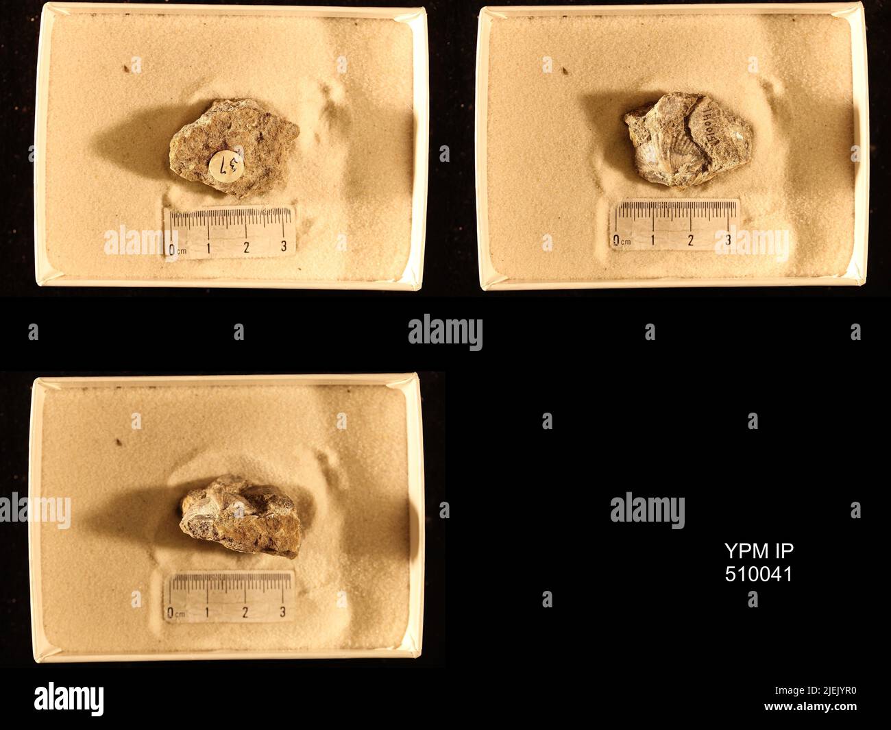 Platystrophia trentonensis McEwan, 1919 Stock Photo - Alamy